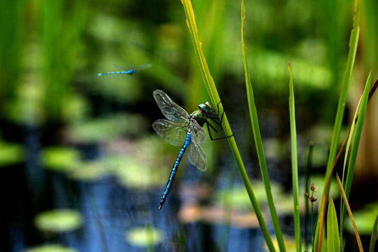 Where have all the dragonflies gone?