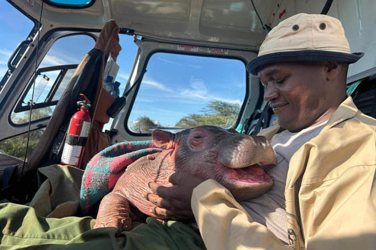 Orphaned baby hippo can't sleep after losing his mom – what his ...