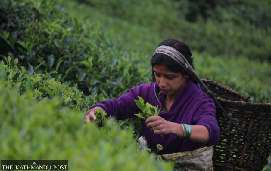 Nepal's tea industry reopens after government assurance despite India's ...