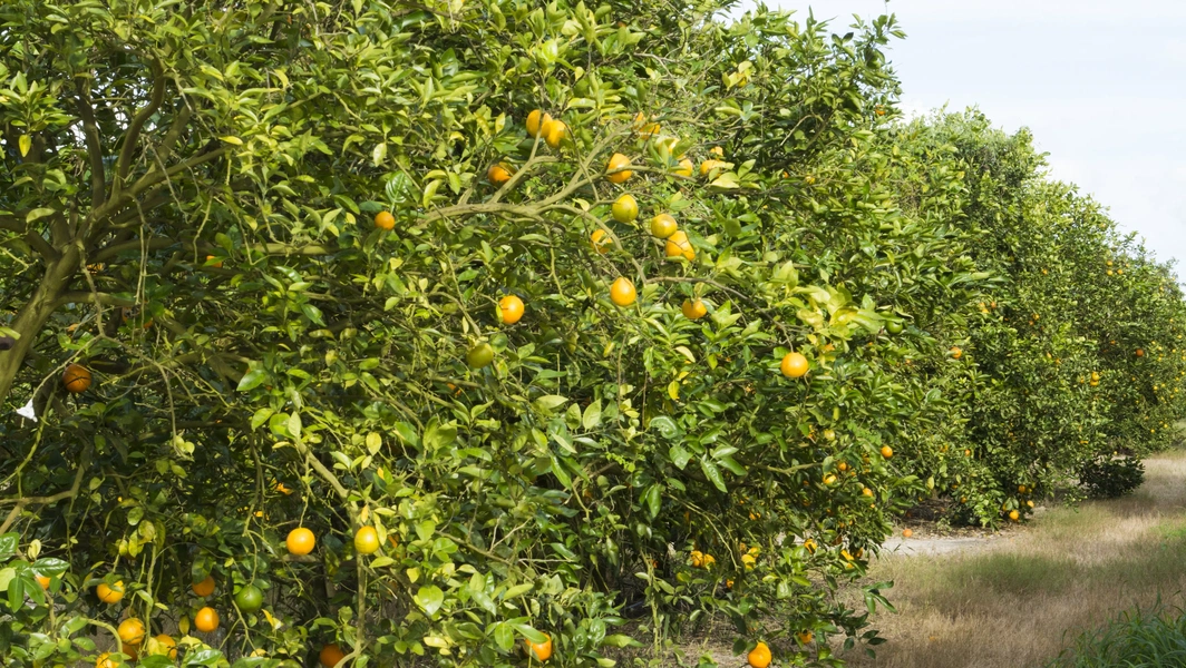 Citrus tree care made simple for growers