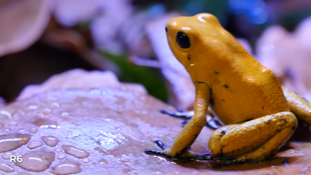 Watch this tiny frog kill a human with just 0.2 micrograms - deadliest ...