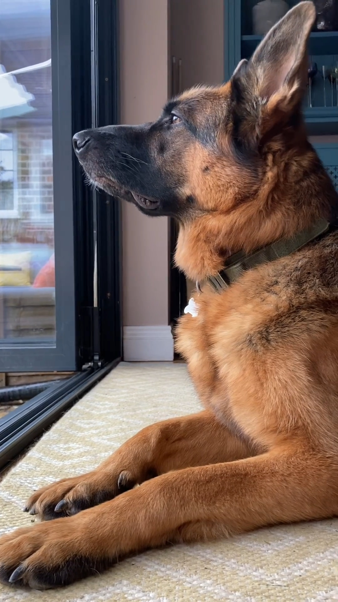 Funny German shepherd refuses to go outside in the rain