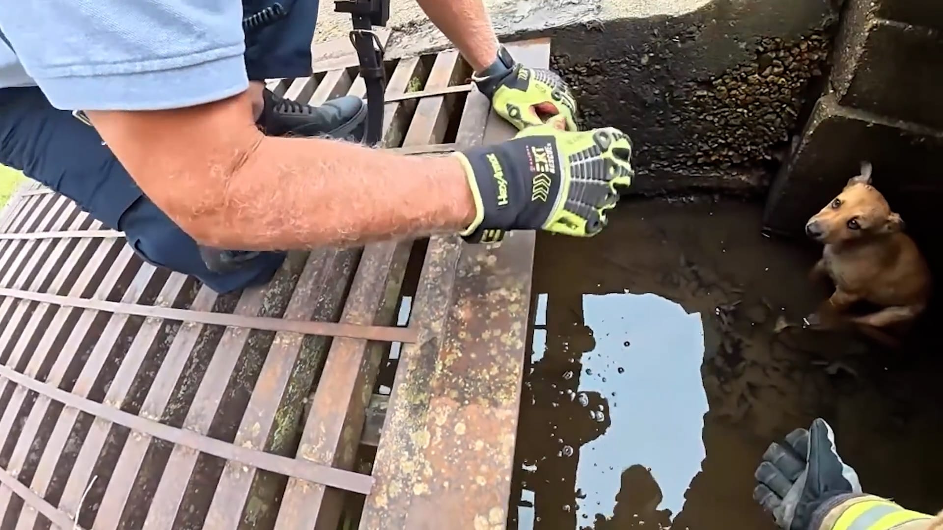 Firefighters rescue puppy trapped in drain