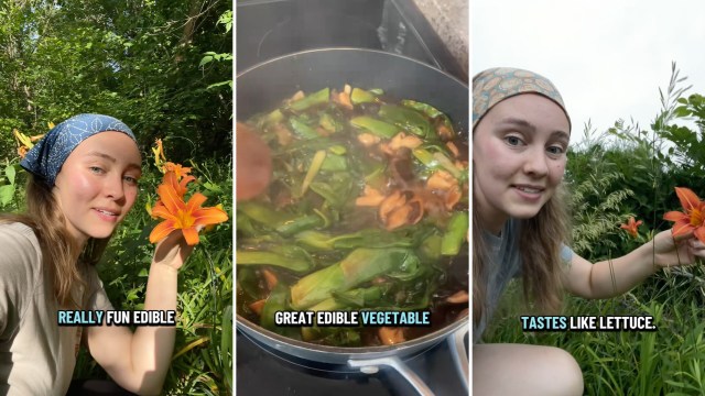 Those bright orange daylilies in roadside ditches can be dinner, if you ...