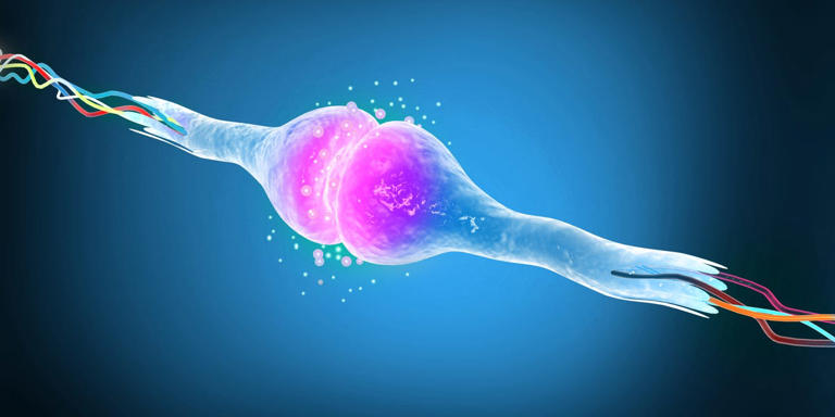 Scientists are attempting to reprogram old human cells to be young again