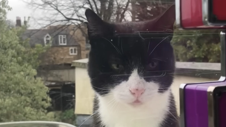 Clever stray cat's plan to get adopted works purr-fectly