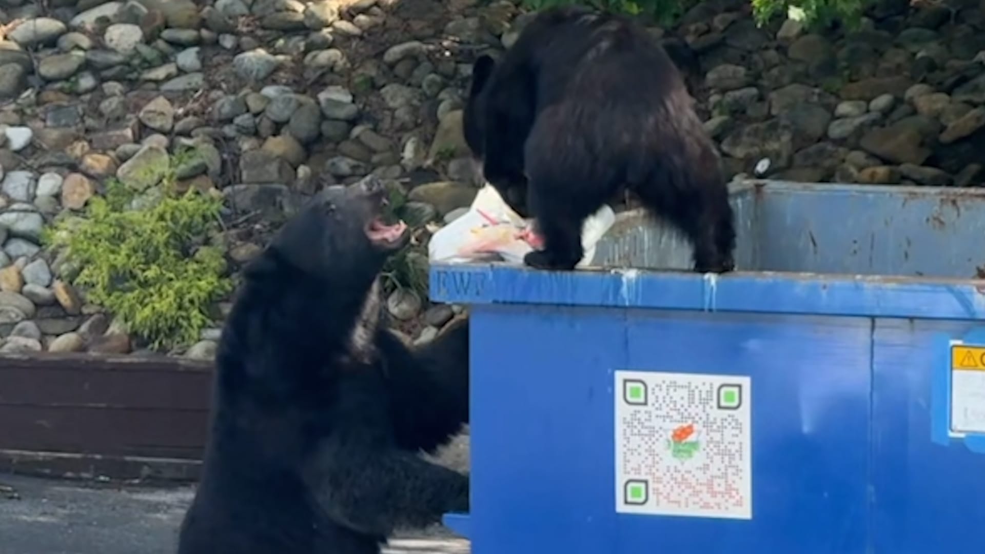 Amusing footage shows bears fighting over garbage bag
