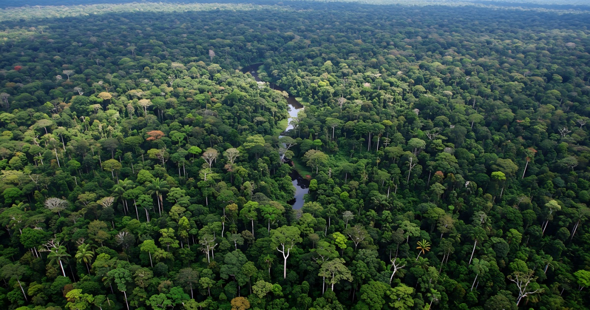 A Brazilian tree's leaves can kill COVID - here's what scientists found