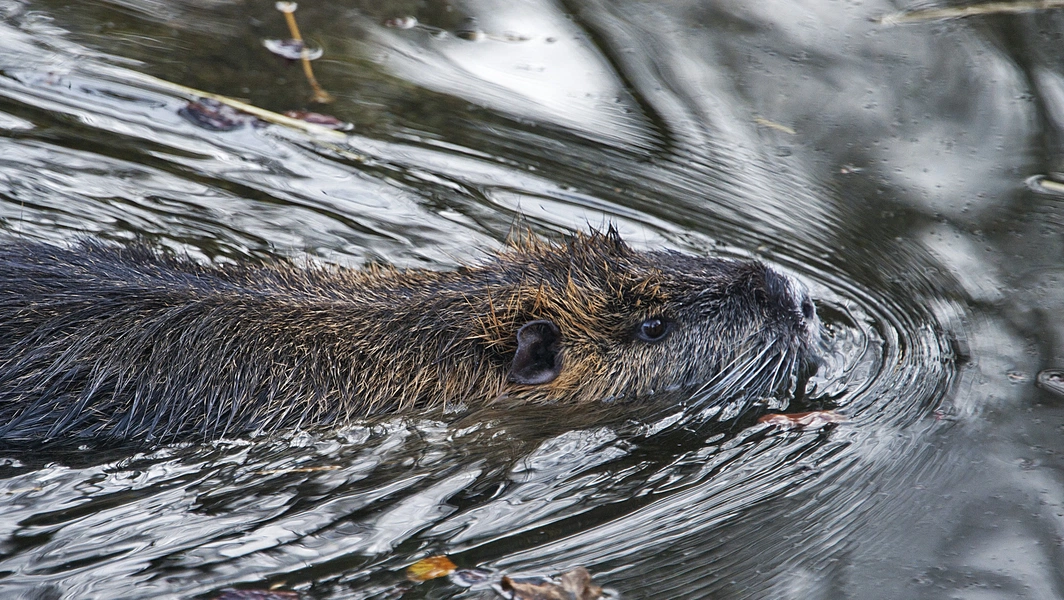California's nutria resurgence and eradication efforts