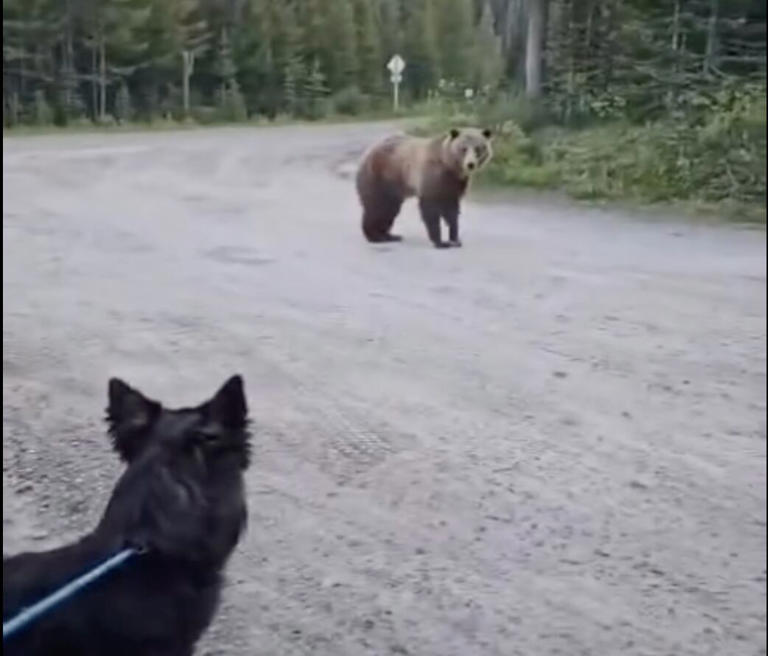 Video shows woman and dog's shocking grizzly bear encounter