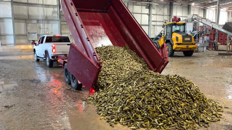 Influencer fills her pool with 50K pickles to break a world record. It ...