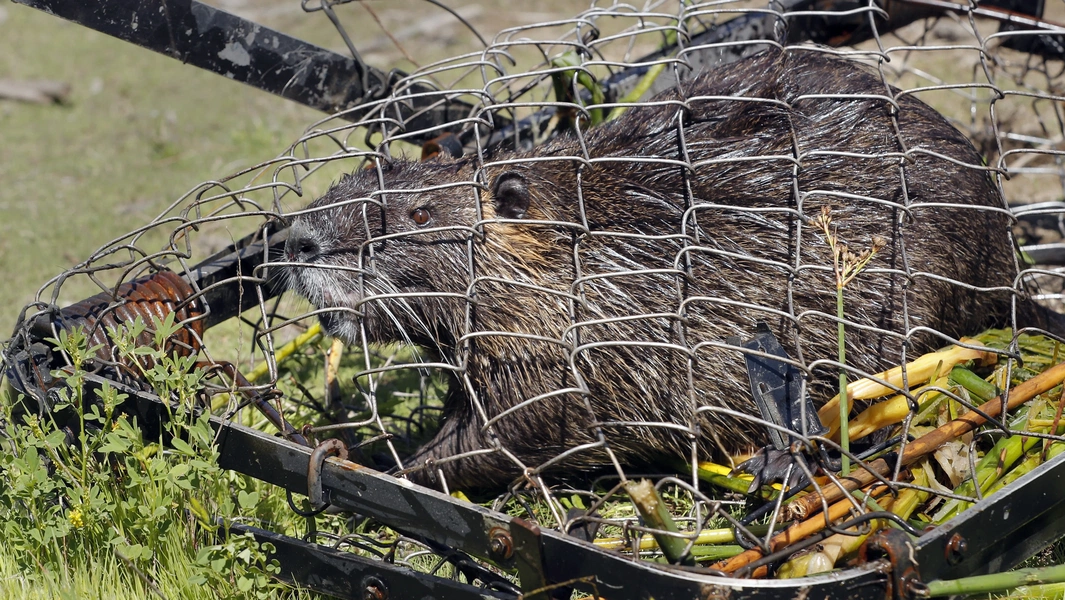 California's nutria resurgence and eradication efforts