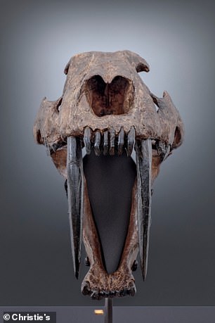 A bite of history: Sabre-toothed tiger skull with 7-inch fangs expected ...
