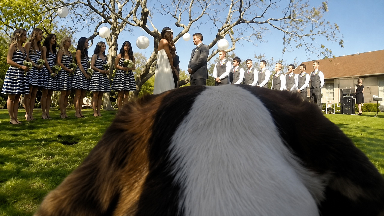Wedding ceremony moments captured from a beloved dog’s perspective