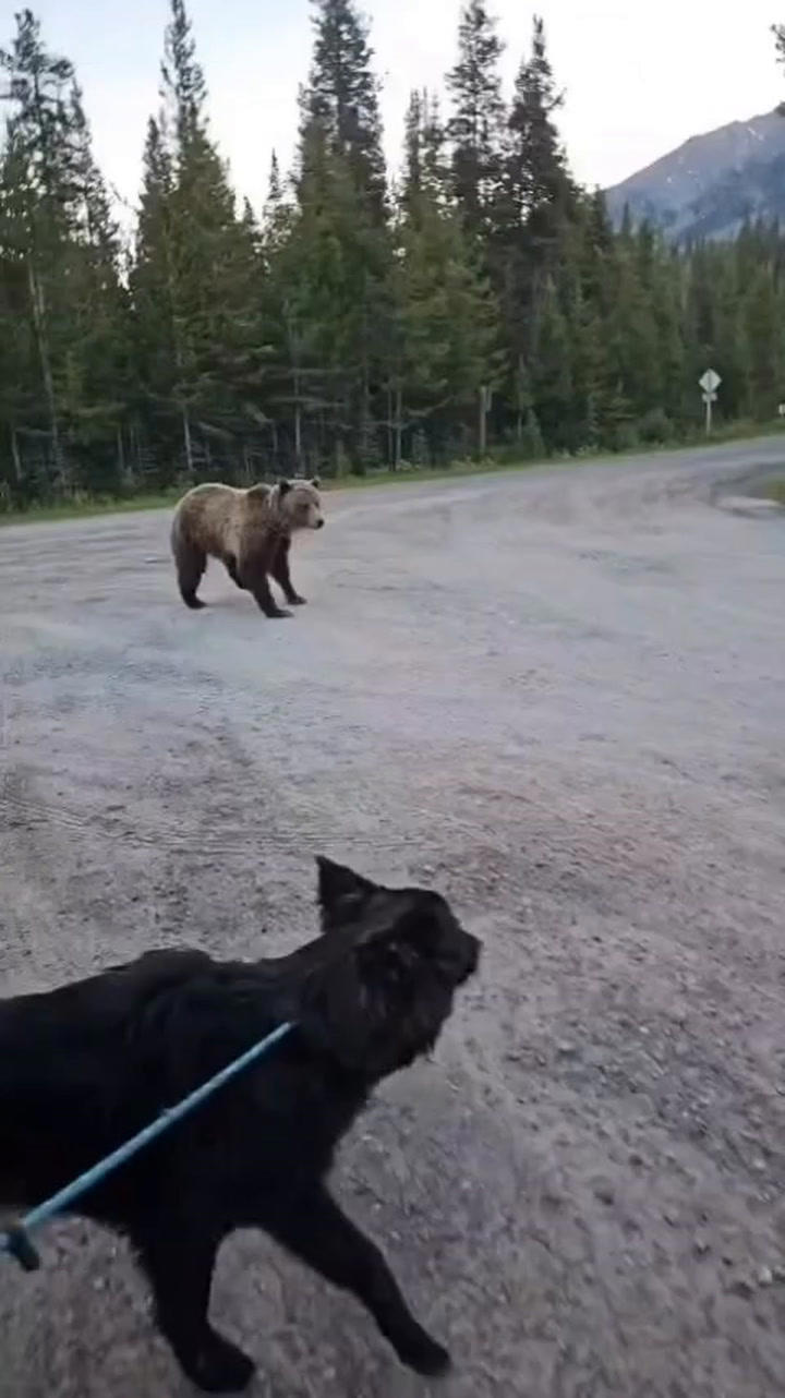 Video shows woman and dog's shocking grizzly bear encounter
