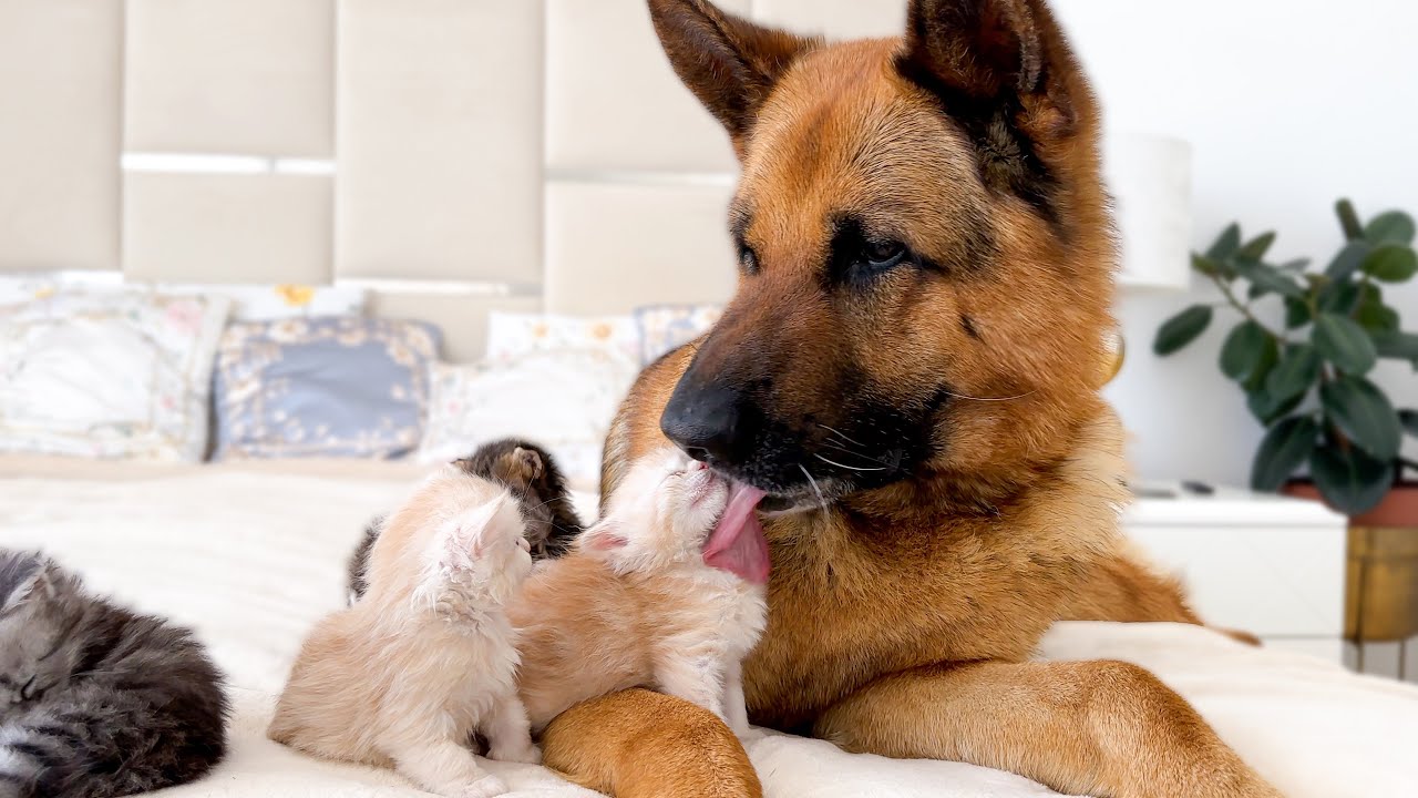 Tiny kittens love a giant German shepherd
