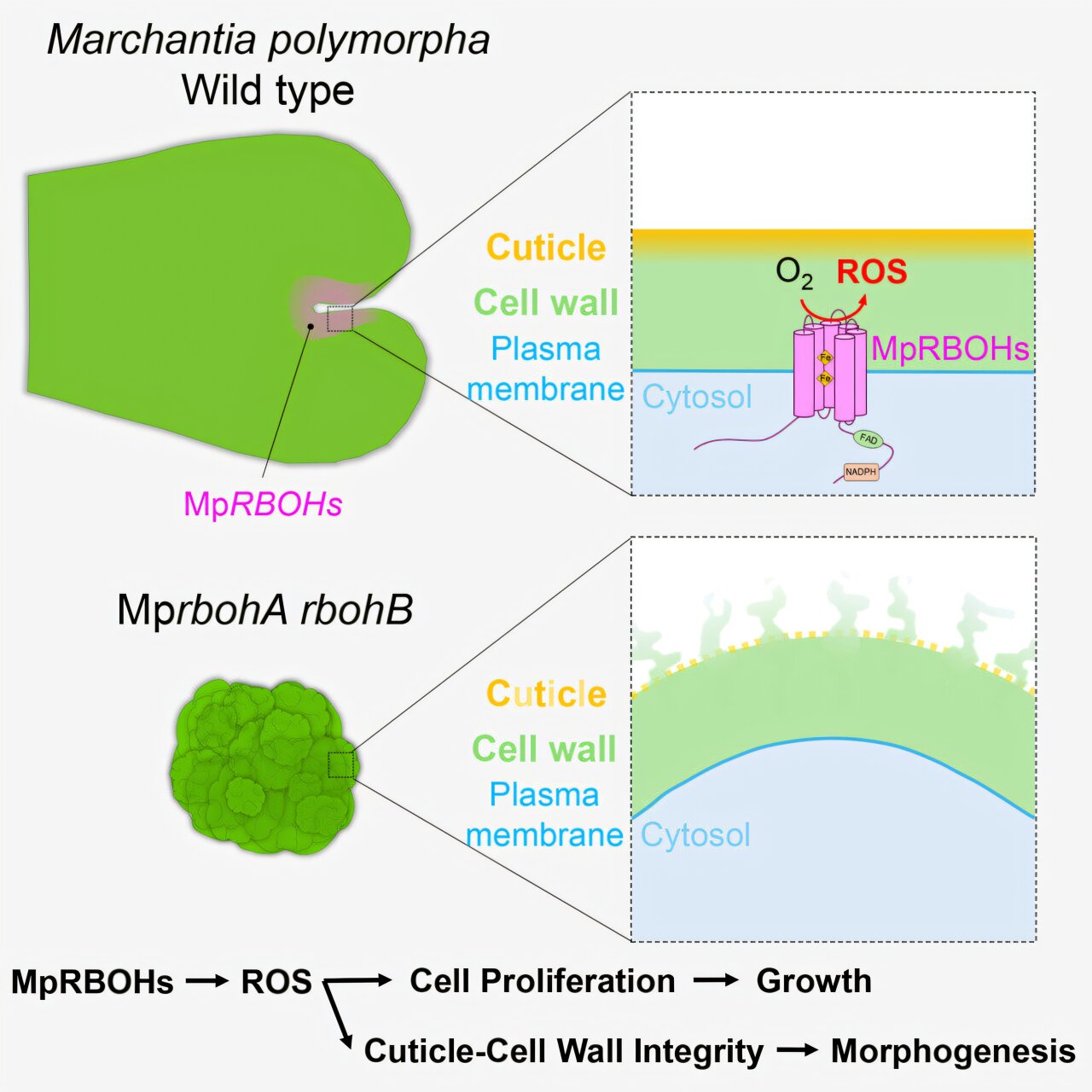 ROS-producing enzymes guide plant cell division and tissue patterning ...