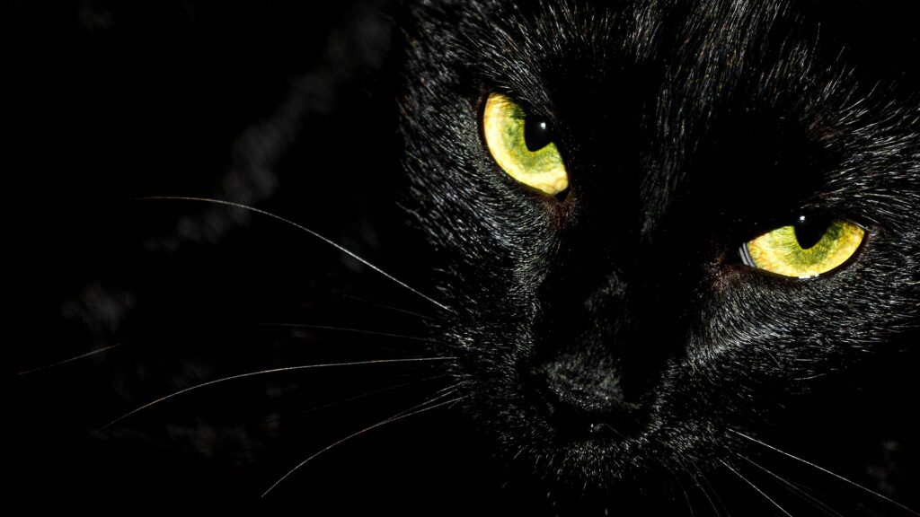 The science behind black cats