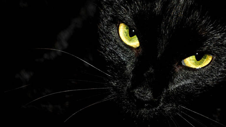 The science behind black cats