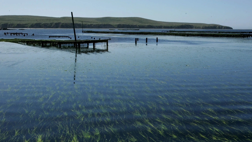 Sevengill sharks and the ecology of Willapa Bay