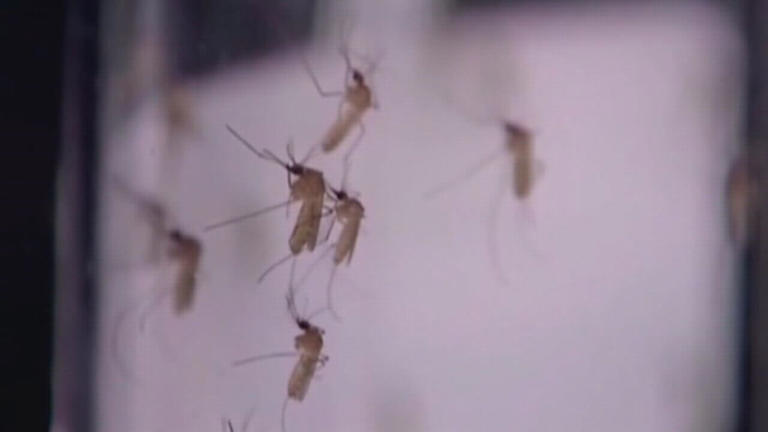 Fort Bend County confirms first human case of West Nile virus in 2026