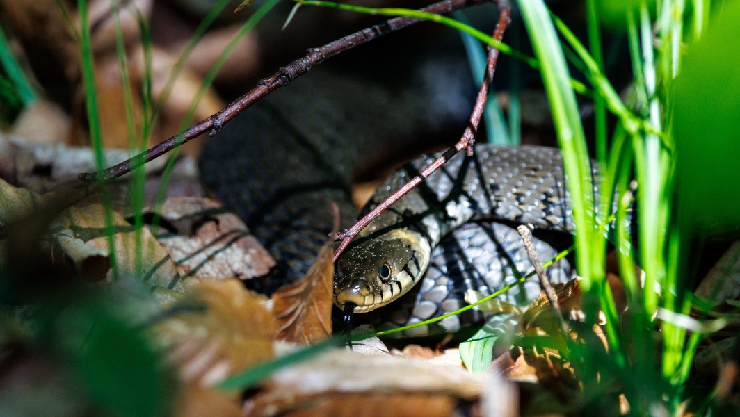 11 plants that draw snakes to your yard