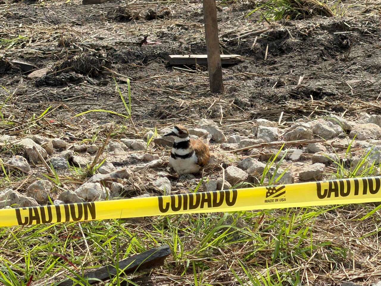 Bird's tiny ground nest at future tree-planting site surprises Texas ...
