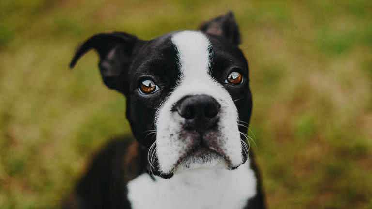 Boxer mix removed by landlord still waits for a home after 120 days in ...