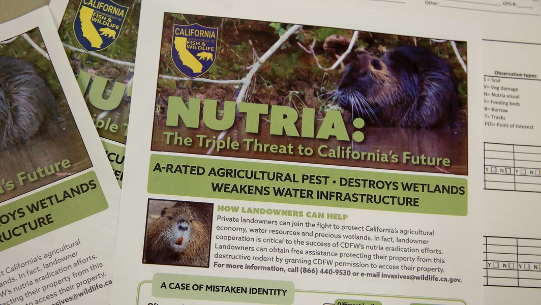 California's nutria resurgence and eradication efforts