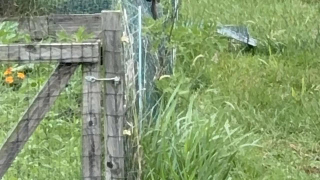 Groundhog scales a 10-foot electric fence, then teaches its buddy how ...