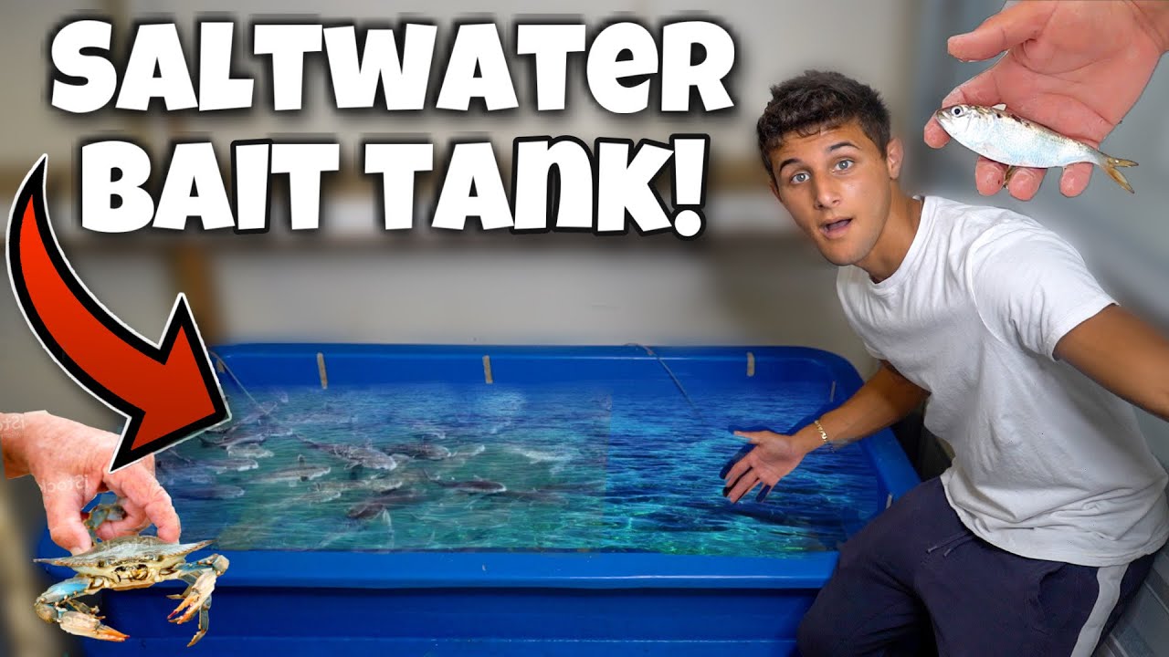 Feeding my giant fish with a homemade bait well