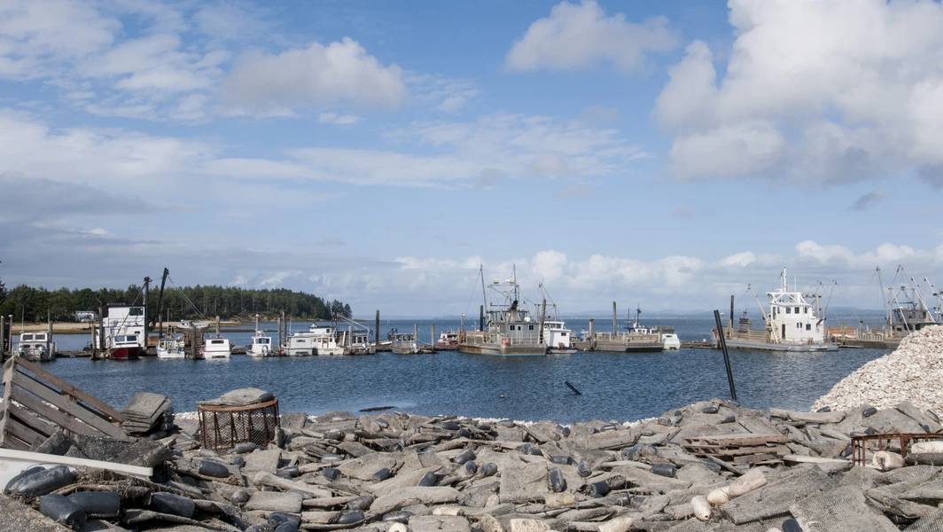 Sevengill sharks and the ecology of Willapa Bay