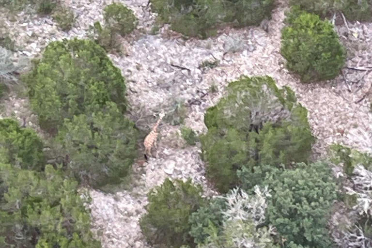 Gracie the giraffe is finally home after 2-week Texas adventure