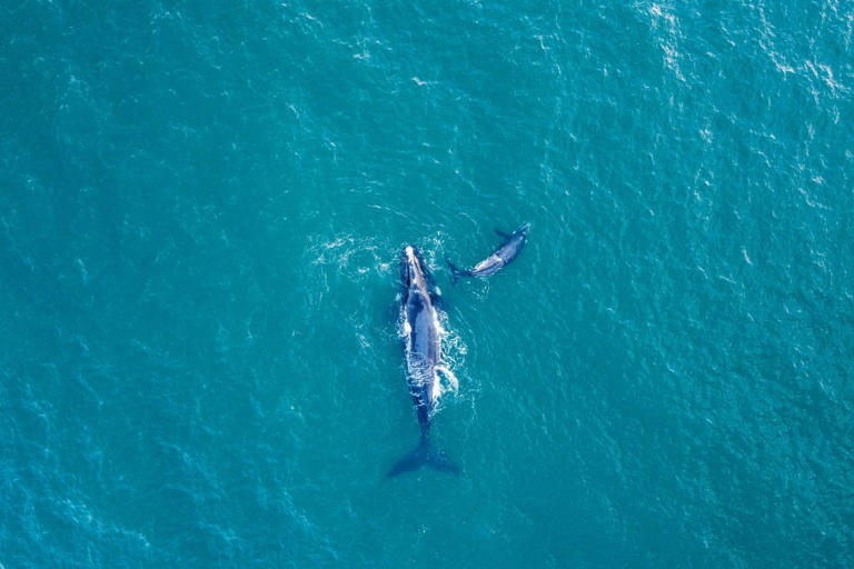 Royal Caribbean whale death is part of a much bigger crisis