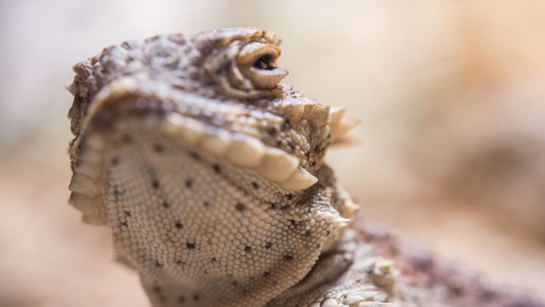 Desert lizard’s drinking method sparks clean water tech breakthrough