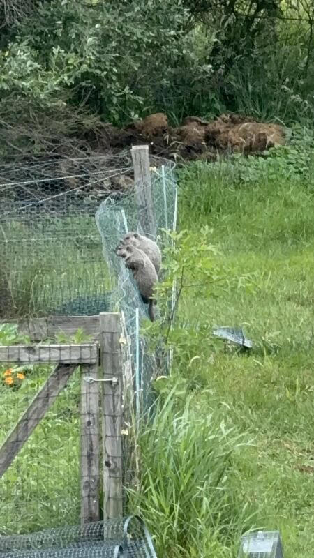 Groundhog scales a 10-foot electric fence, then teaches its buddy how ...