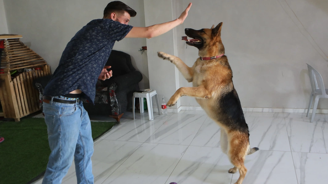 16 dog breeds that flourish with daily routine