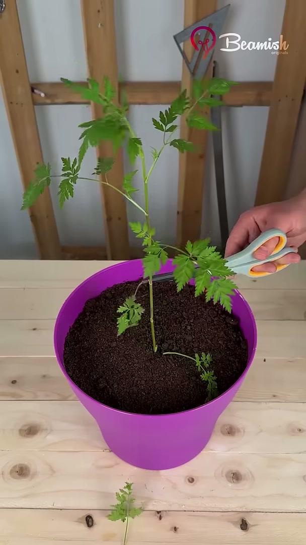 New root growing method #easy #root #growth #tip