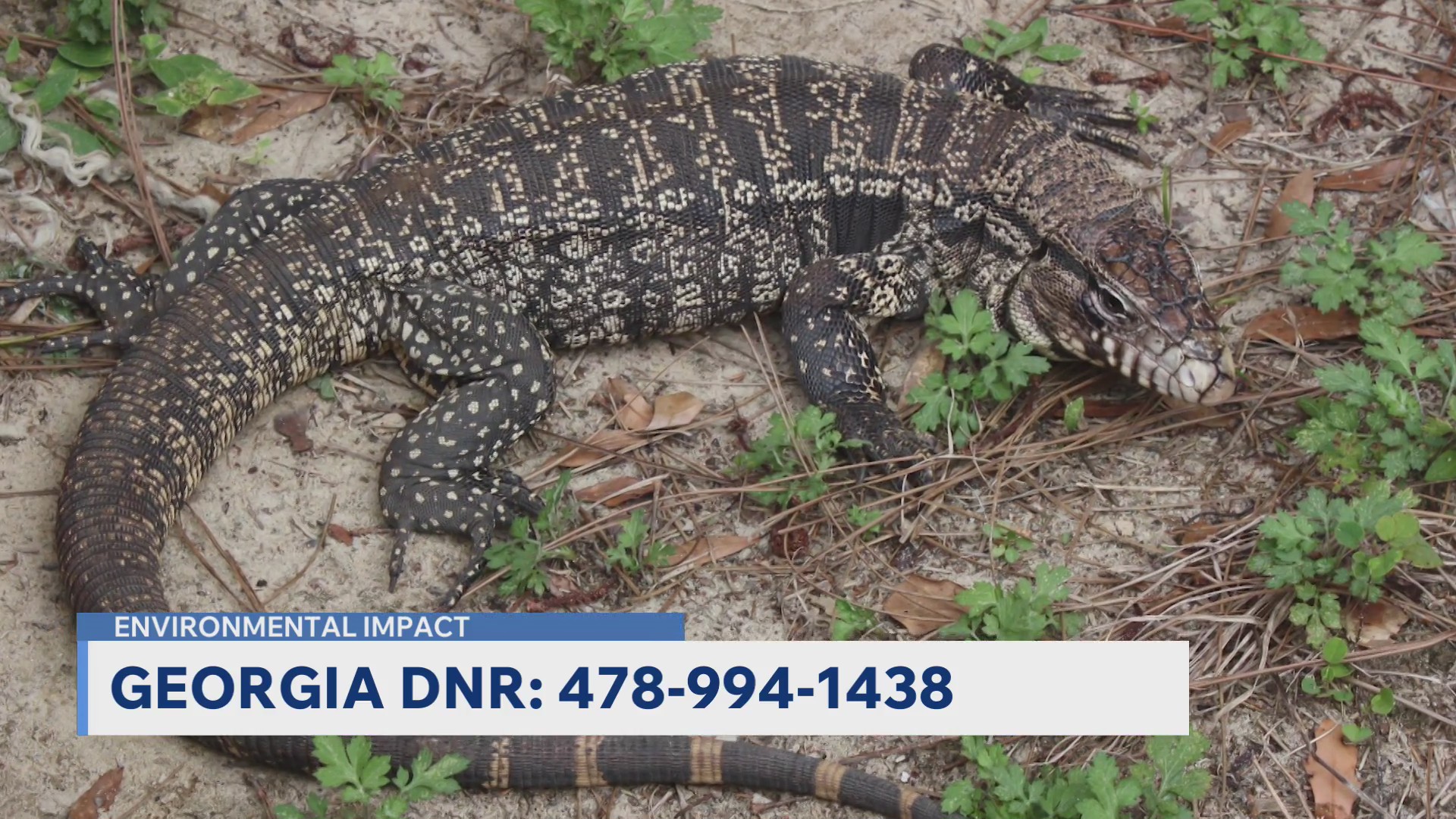 WSAV News 3 at 11 p.m.