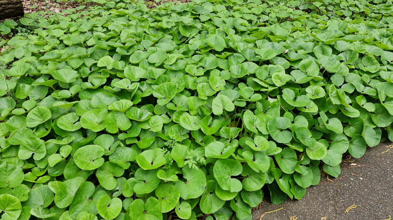 The toxic downside you should know before growing wild ginger