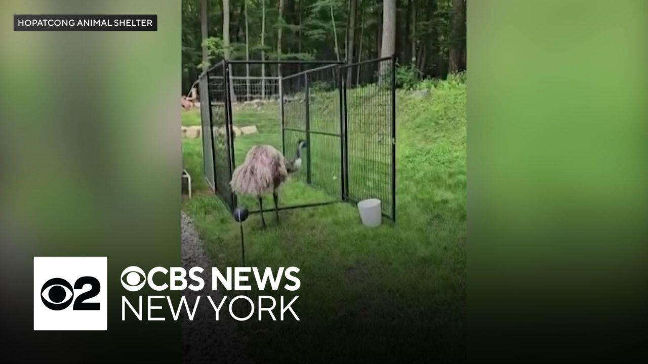Emu captured after roaming through New Jersey neighborhoods for weeks