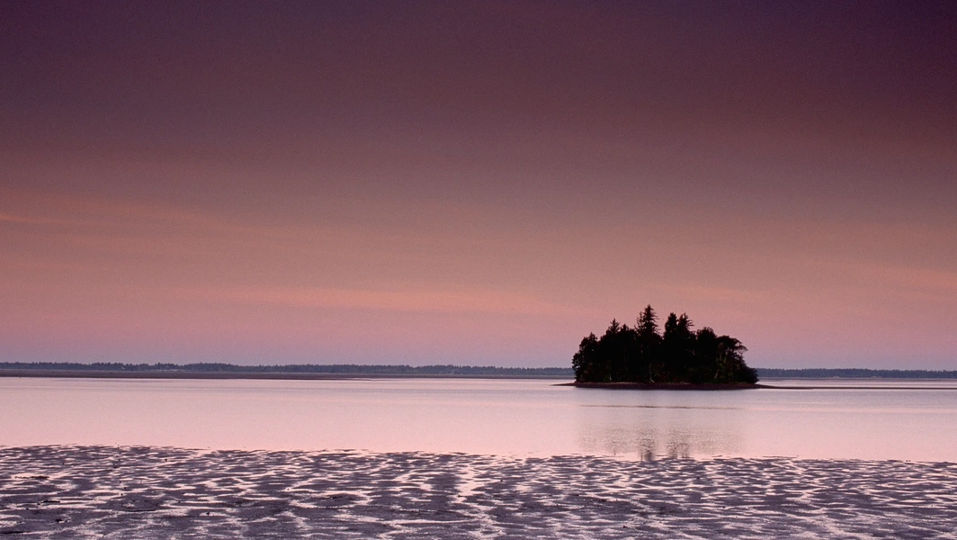 Sevengill sharks and the ecology of Willapa Bay