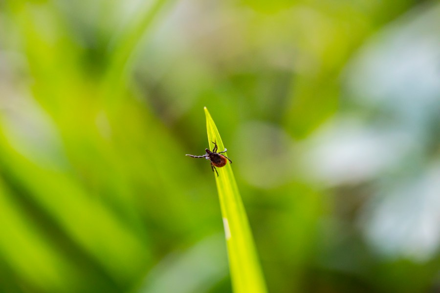 RI man contracts rare tick-borne 'Powassan' virus