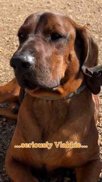 These animal friends turned into comedy gold