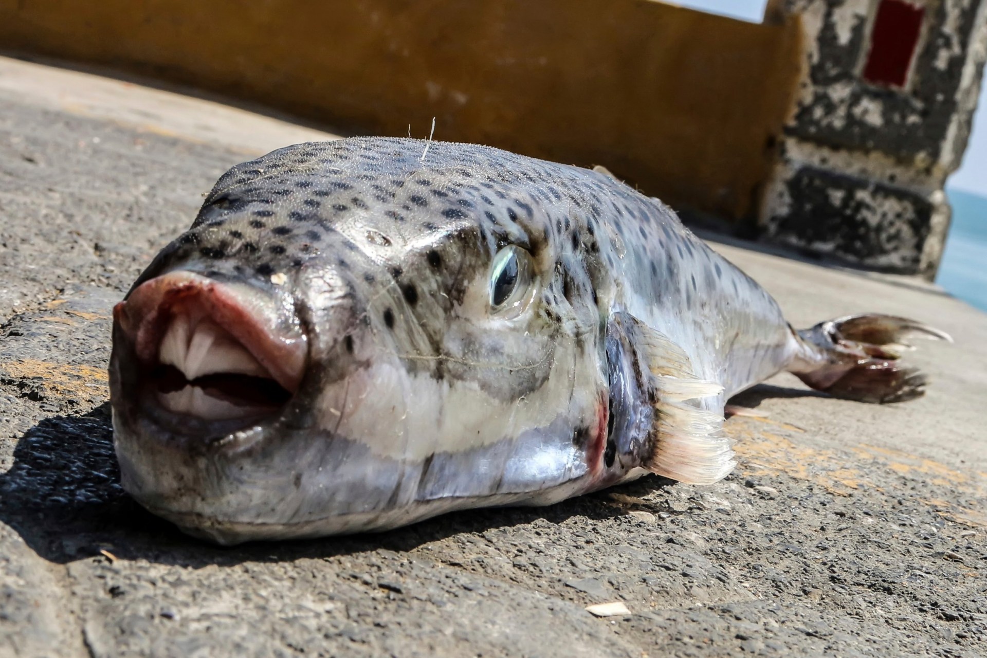 Toxic fish with razor sharp teeth are invading Greece