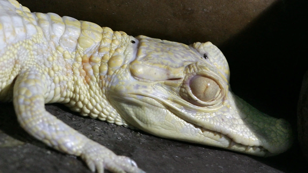 9 animals with extraordinary genetic color variations