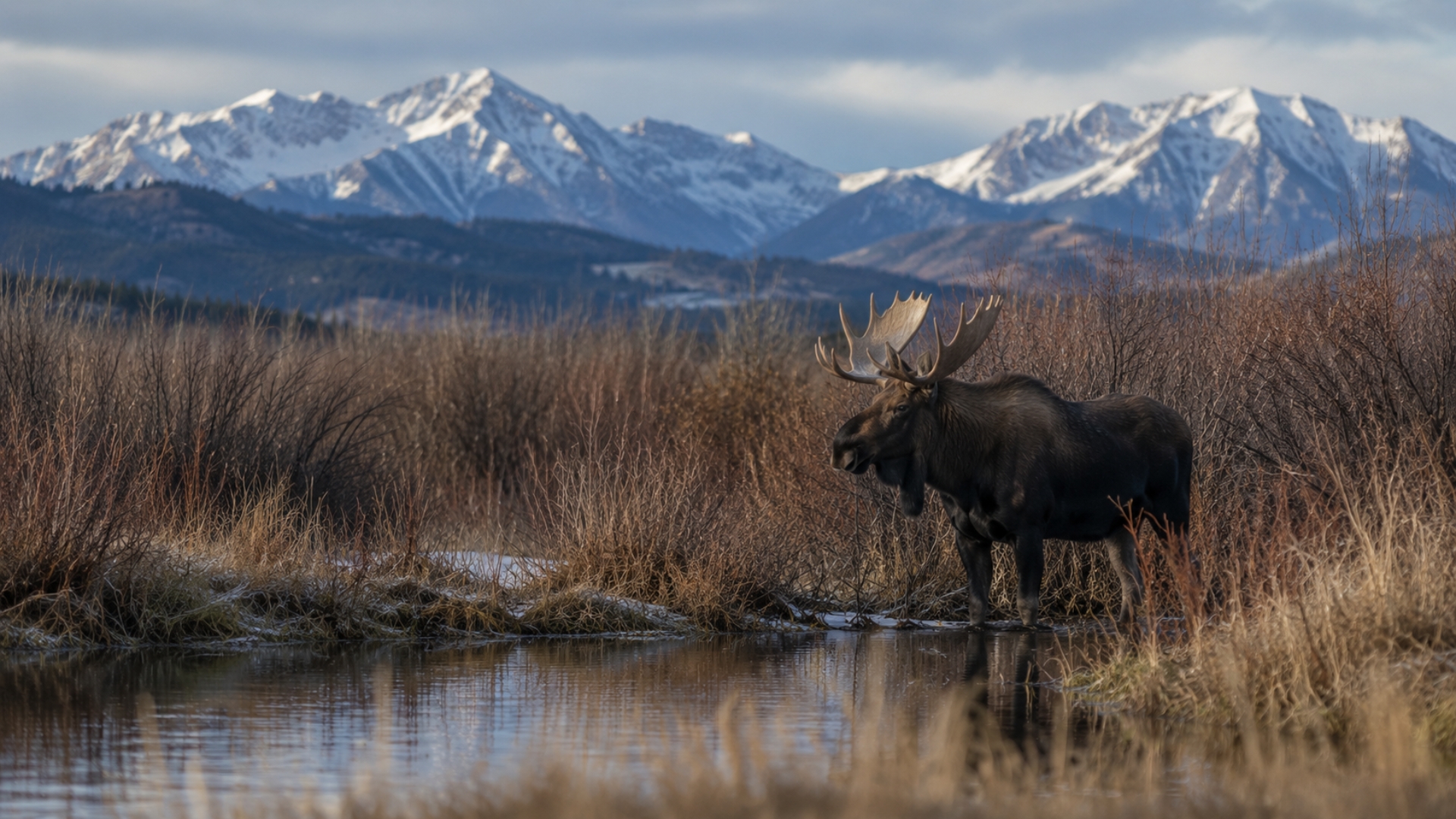 Colorado’s moose may not be newcomers after all