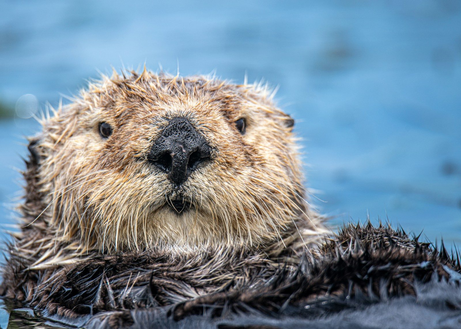 California officials suspect humans reintroduced invasive nutria after ...