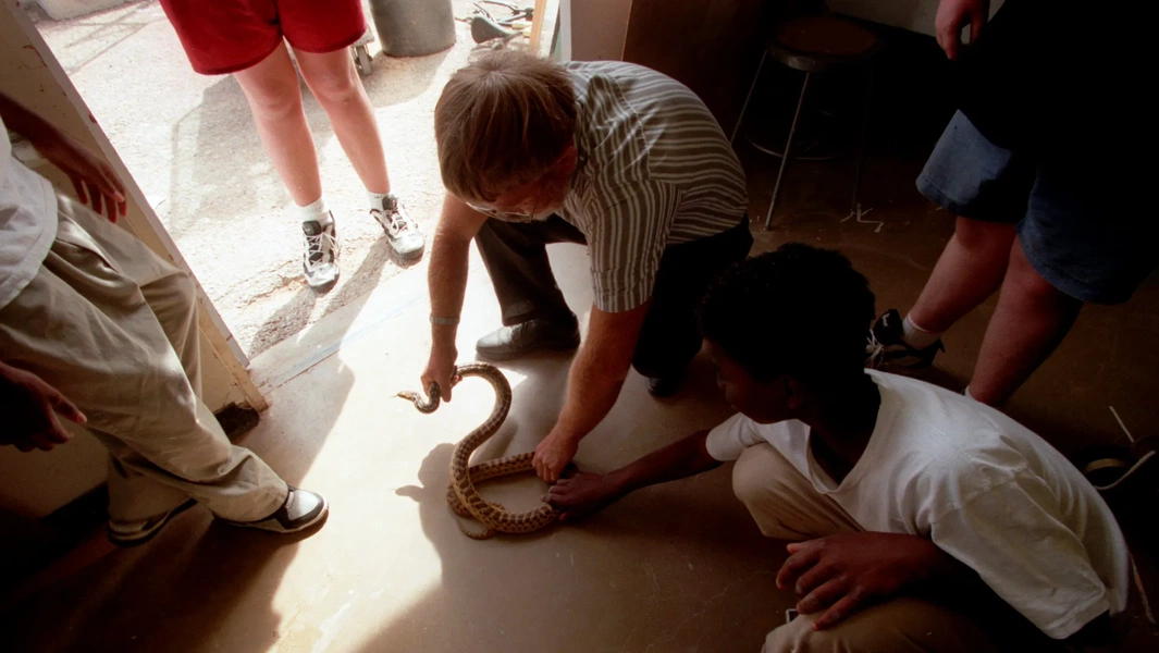 Comprehensive guide to Kansas snakes