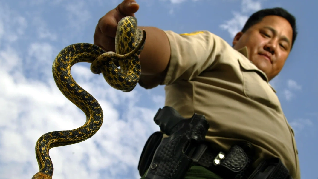 Comprehensive guide to Kansas snakes